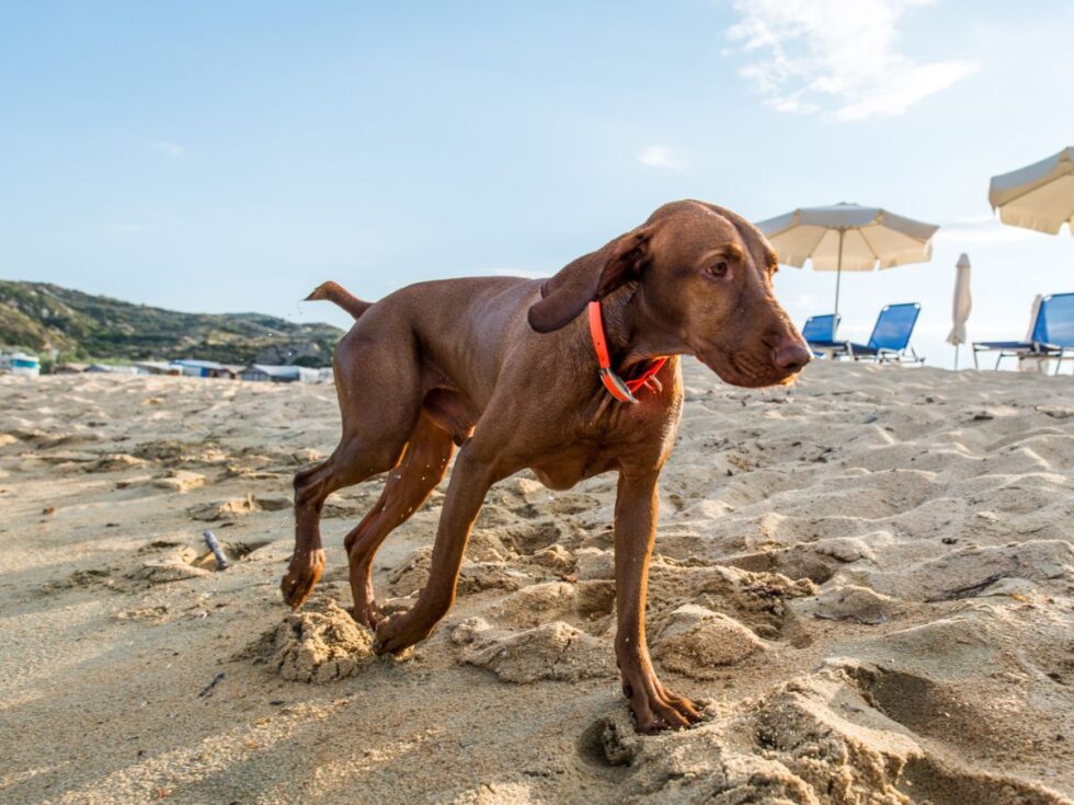 Vacanze in Calabria con il Cane: Guida alle Località Pet-Friendly